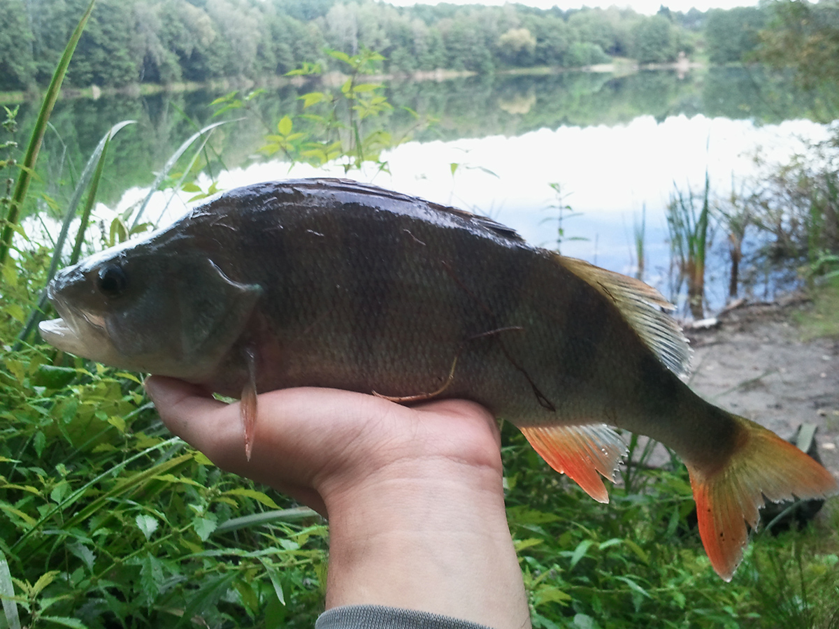 Okoń Pospolity - czym się żywi, rekord Polski i wymiary ochronne ...